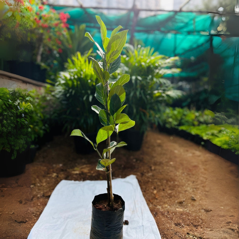 Jackfruit – Green Evolve