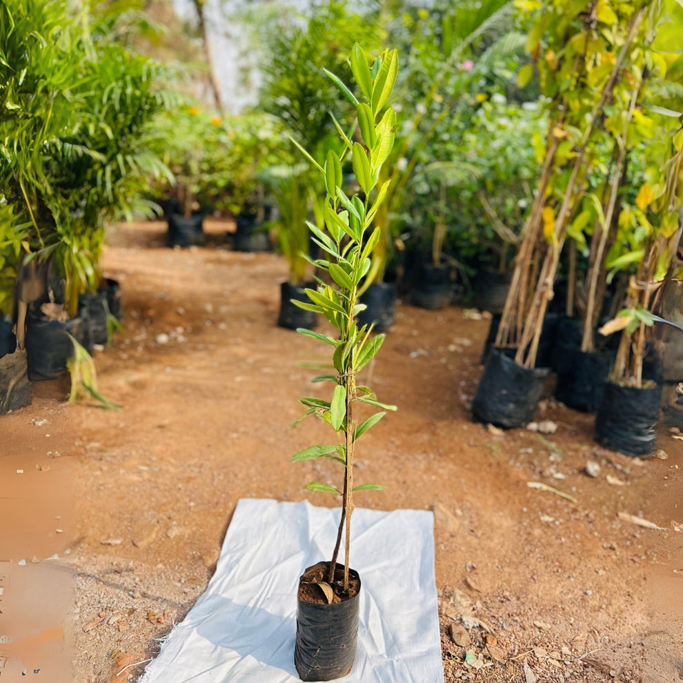 All Spice Plant – Green Evolve