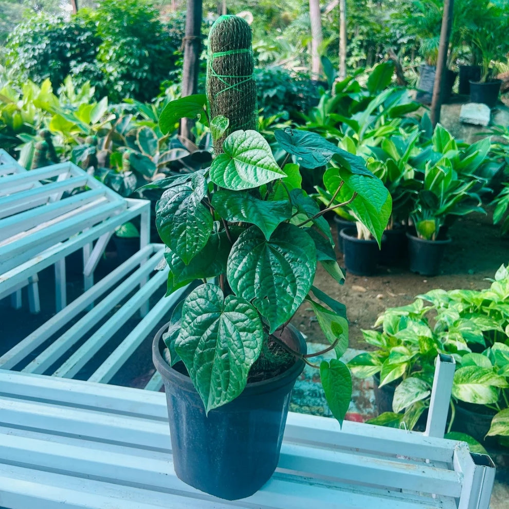 Calcutta Pan ( Big leaf ) – Green Evolve