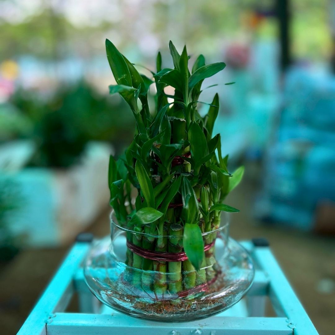 Lucky Bamboo – Green Evolve